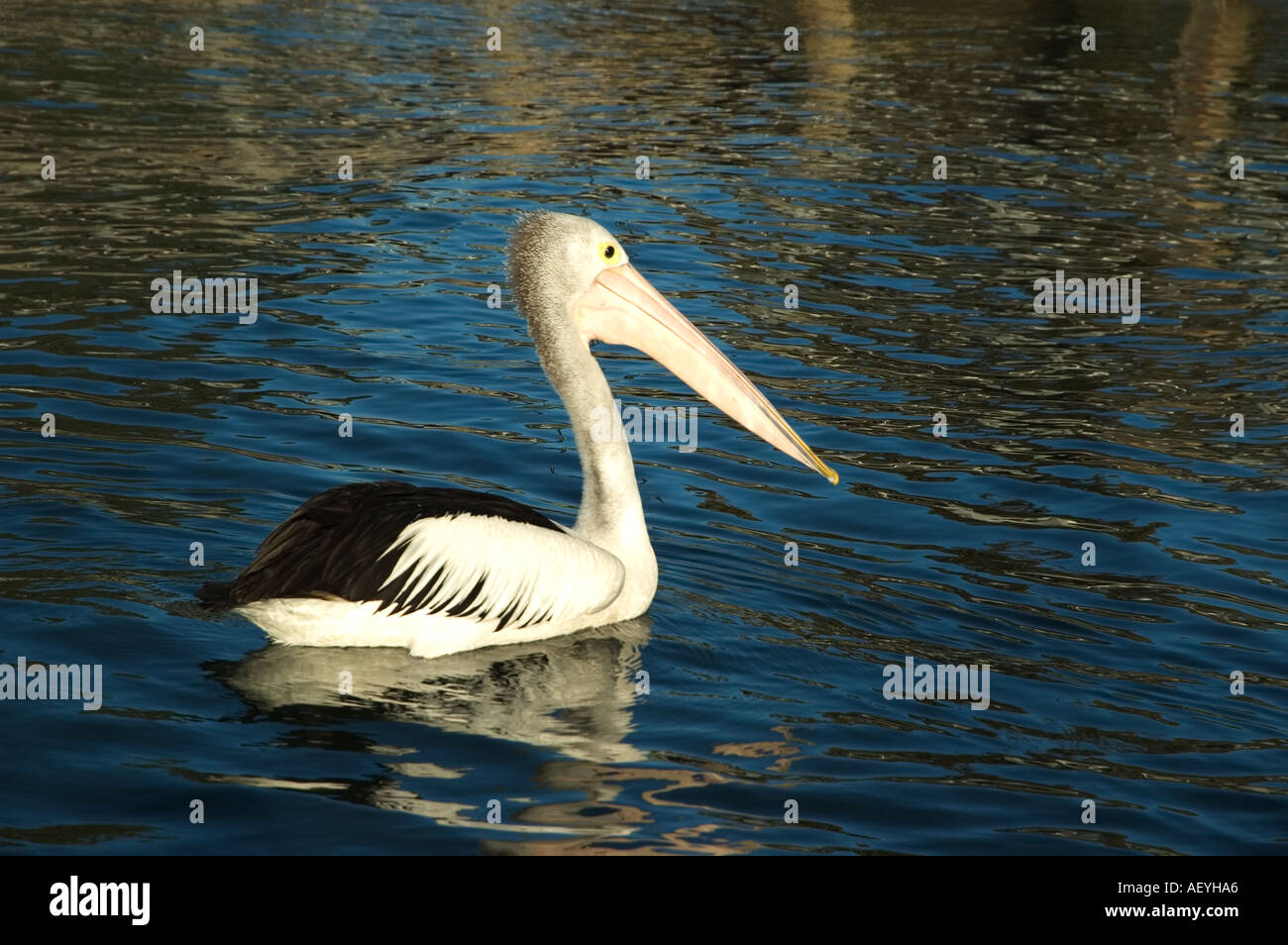 Australia pelecanus conspicillatus pelican A marvelous bird is the ...
