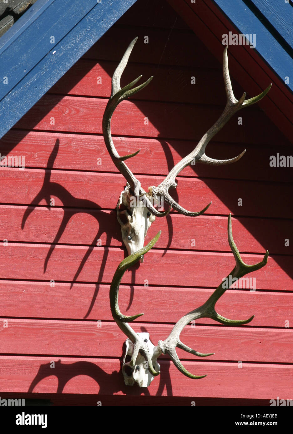 Norway Reindeer antlers Stock Photo - Alamy