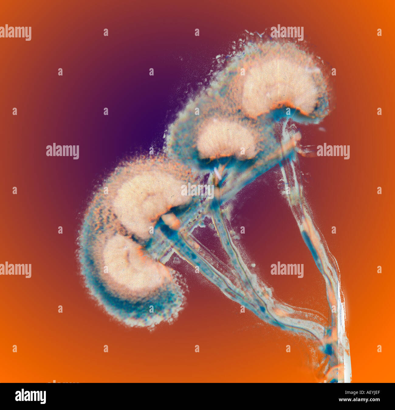 Microscopic fungi hi-res stock photography and images - Alamy