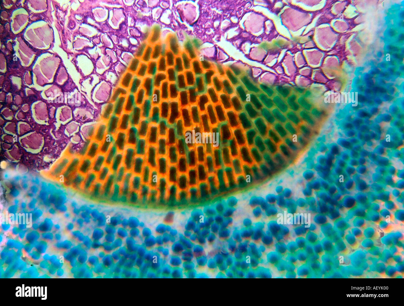 Fruiting body micro hi-res stock photography and images - Alamy