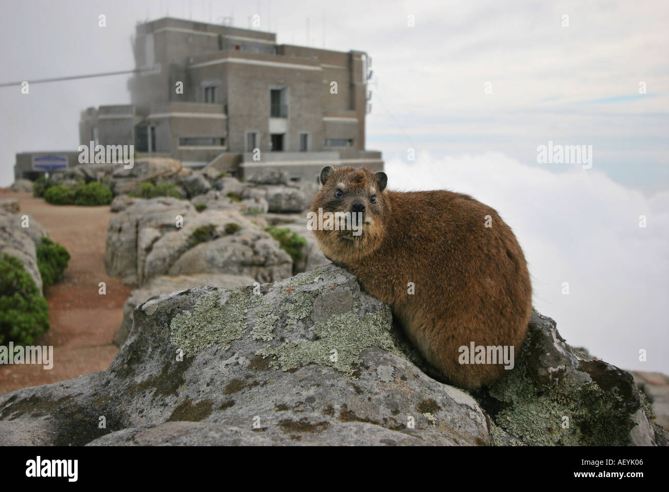 Rock Hyrax or Dassie with top cableway station Table Mountain Cape Town ...