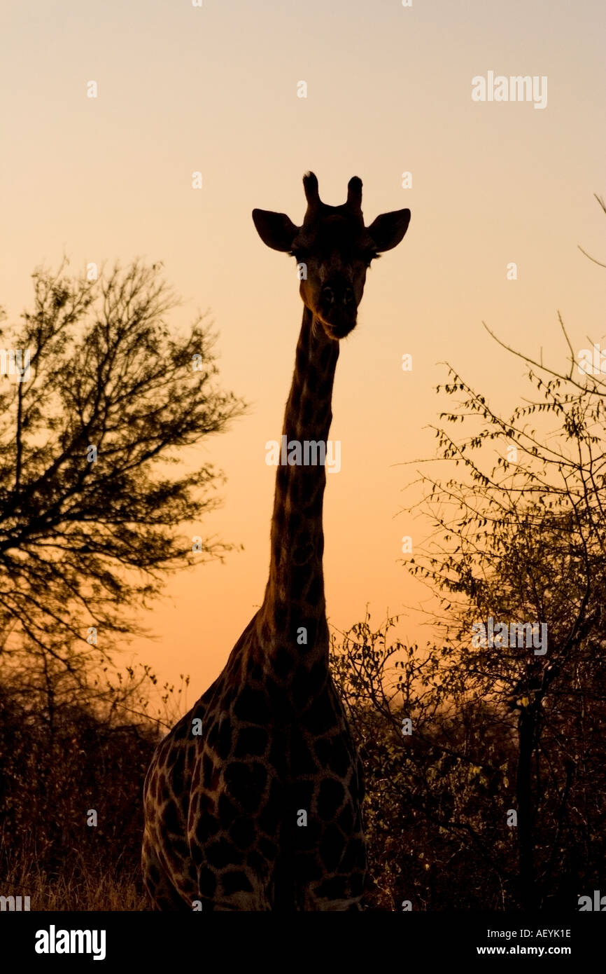 Giraffe in natural setting hi-res stock photography and images - Alamy