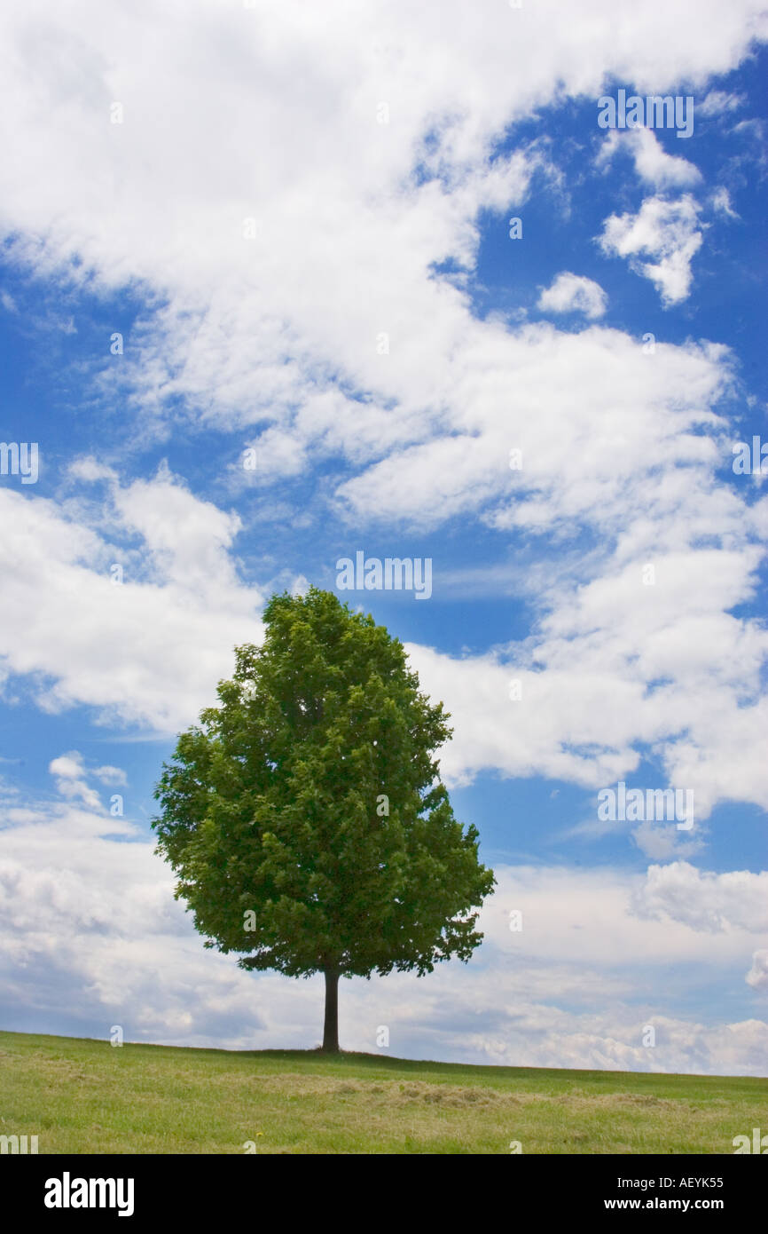 Lone tree clouds sky hi-res stock photography and images - Alamy
