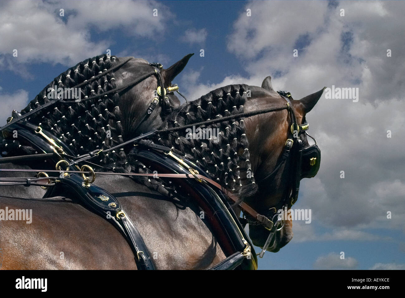 Decorated mane of a horse hi-res stock photography and images - Alamy