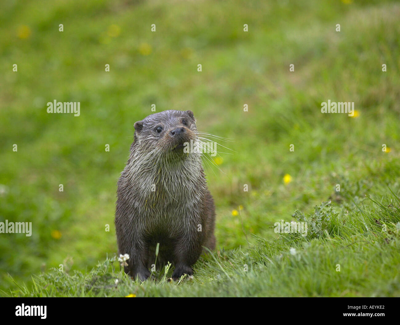 Female otter british wildlife hi-res stock photography and images - Alamy