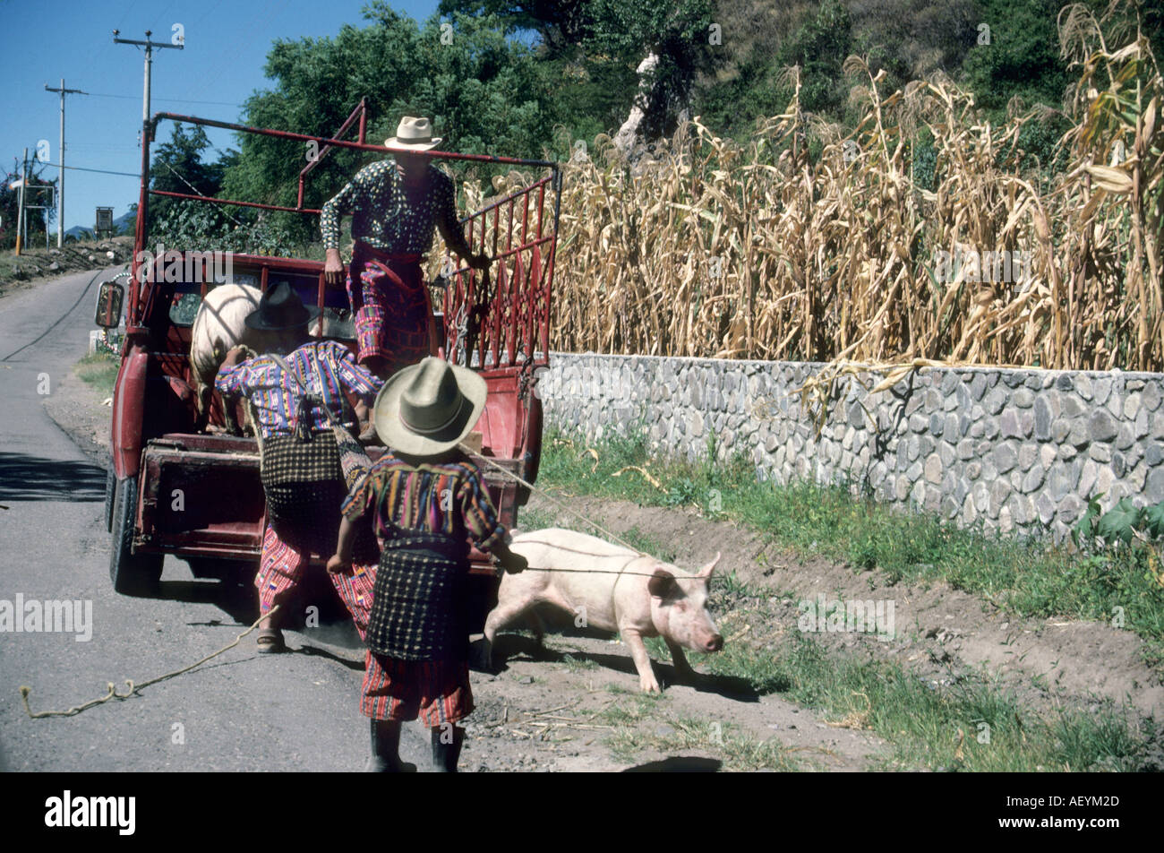 Men and boys rope pig to put in truck Stock Photo - Alamy