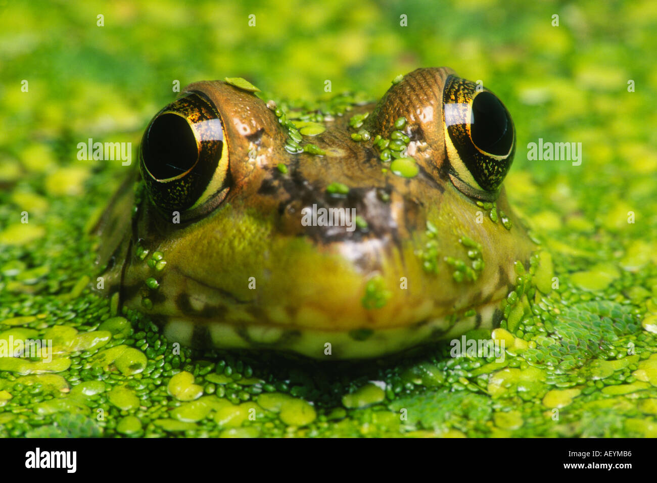 Green Frog Rana clamitans melanota hiding in Duckweed Stock Photo - Alamy