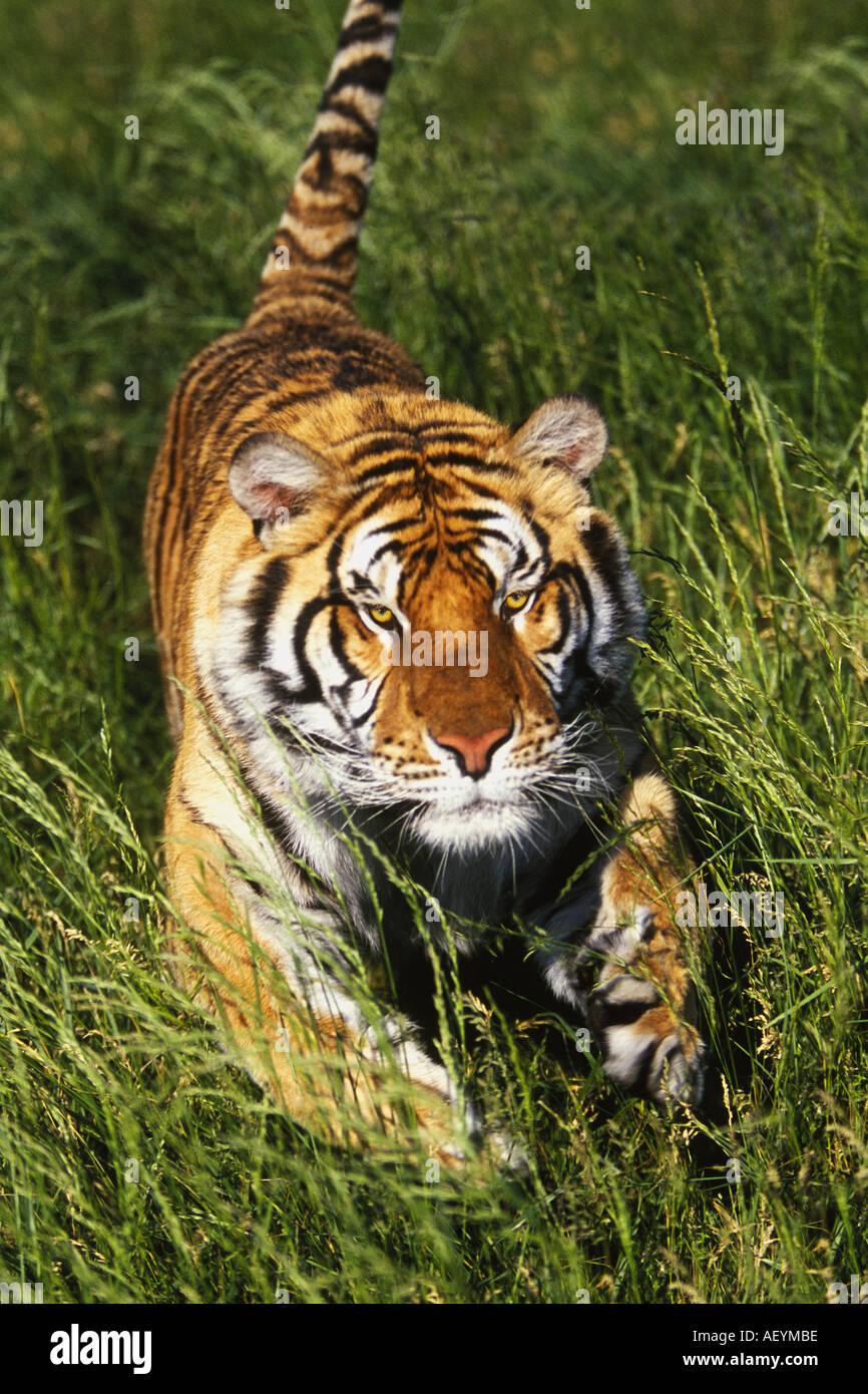Tiger Panthera tigris tigris charging through grass Stock Photo - Alamy