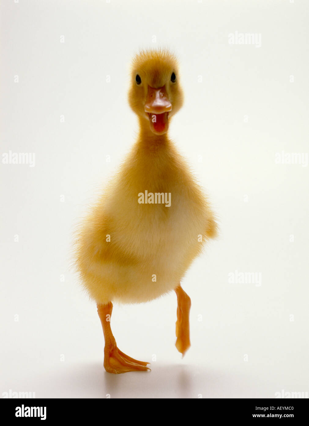 Duckling 10 days old Calling its Mother on white background Stock Photo ...