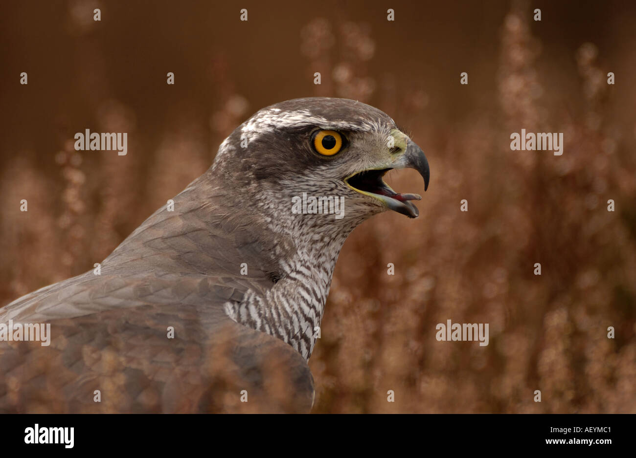 Northern Goshawk close up Scotland captive Stock Photo - Alamy