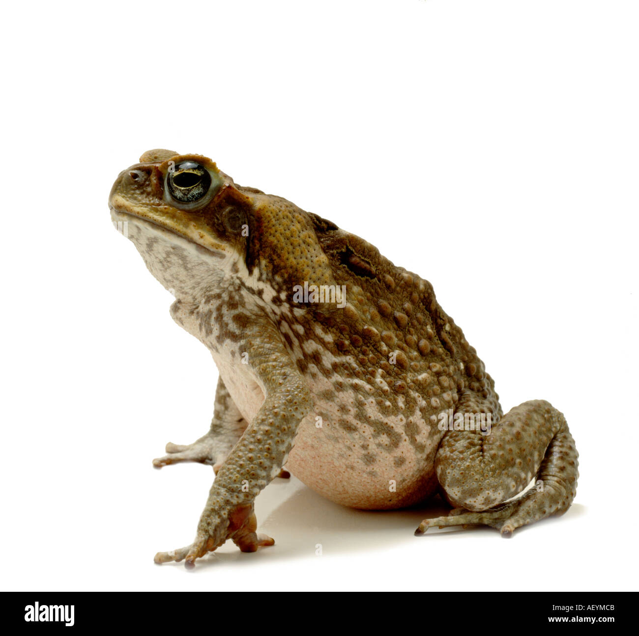Marine toad (Bufo marinus) on white background side view Stock Photo ...