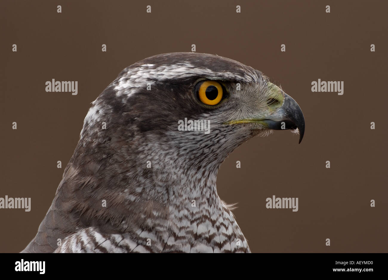 Northern Goshawk close up of head Scotland captive Stock Photo - Alamy