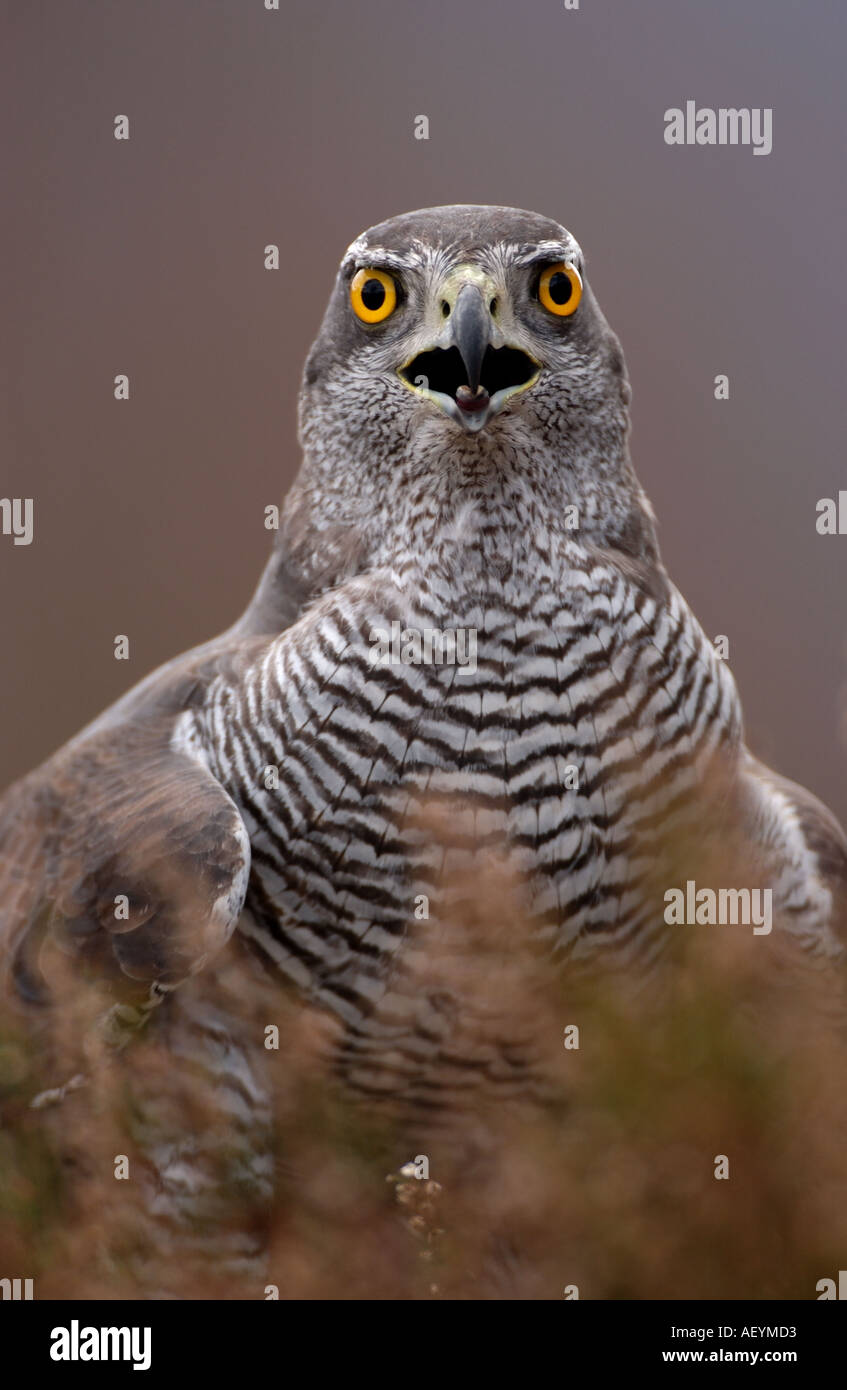 Northern Goshawk close up Scotland captive Stock Photo - Alamy
