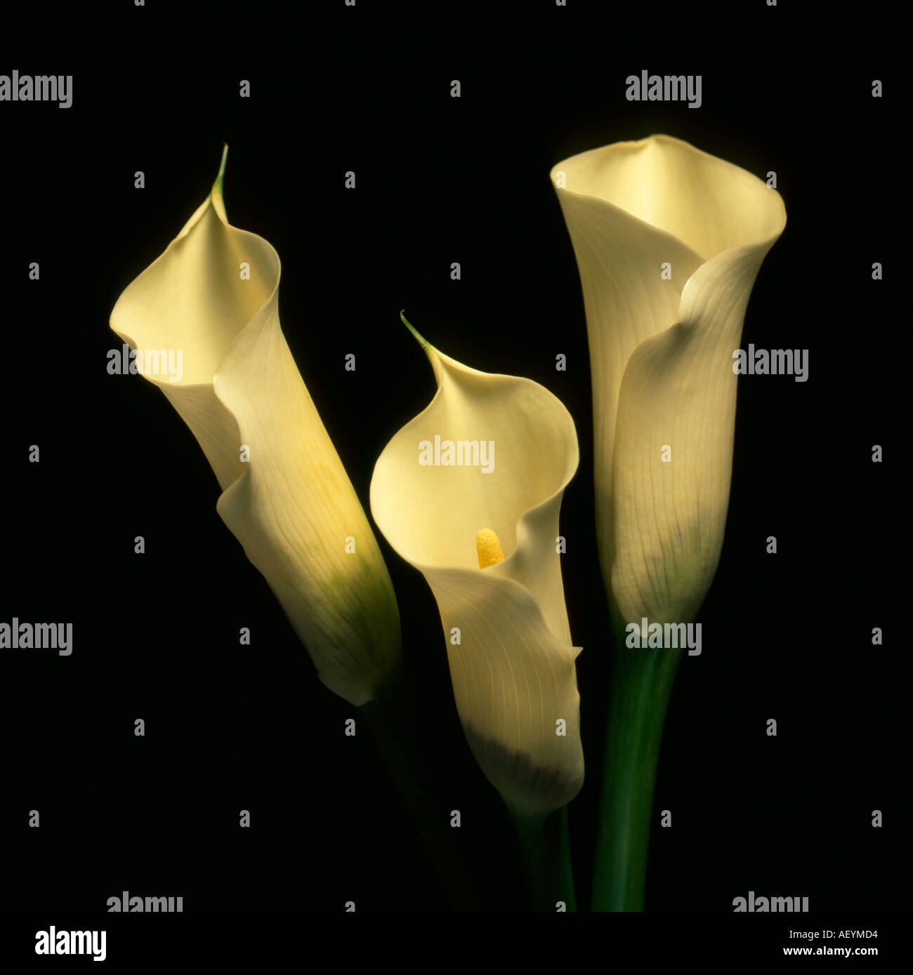 Three lillies hi-res stock photography and images - Alamy