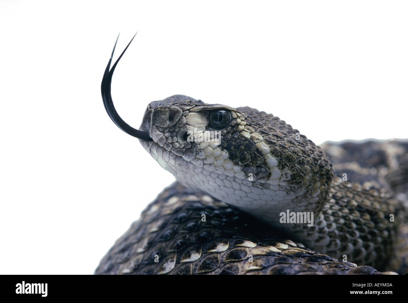 Western Diamond Back Rattlesnake ( Crotalus atrox) sensing air with ...