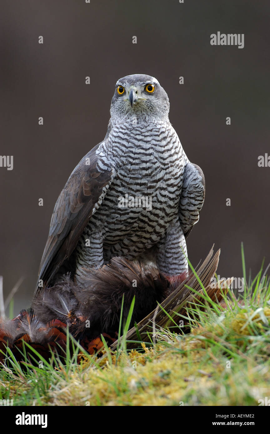 Goshawk with pheasant hi-res stock photography and images - Alamy