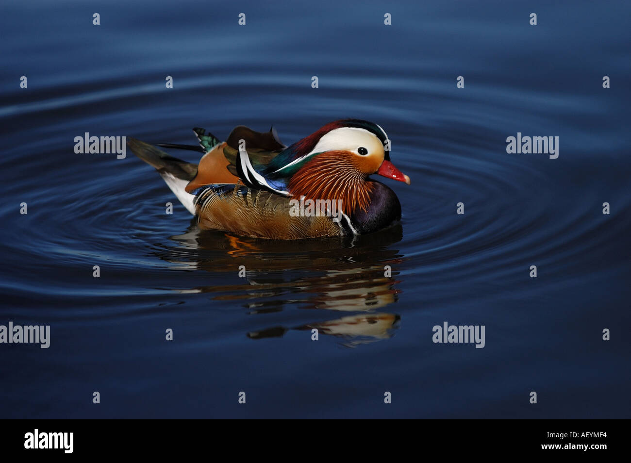 Mandarin duck swimming on lake hi-res stock photography and images - Alamy