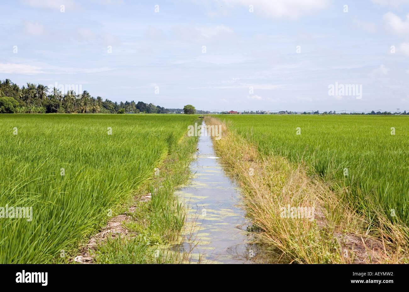 Padi fields in Sekinchan, Malaysia Stock Photo - Alamy