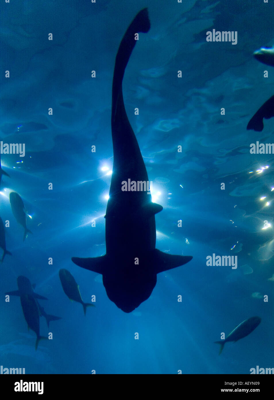 A shark swimming overhead Stock Photo - Alamy