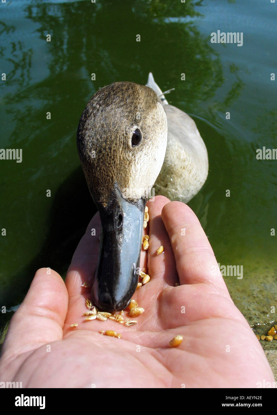Hand duck hi-res stock photography and images - Alamy