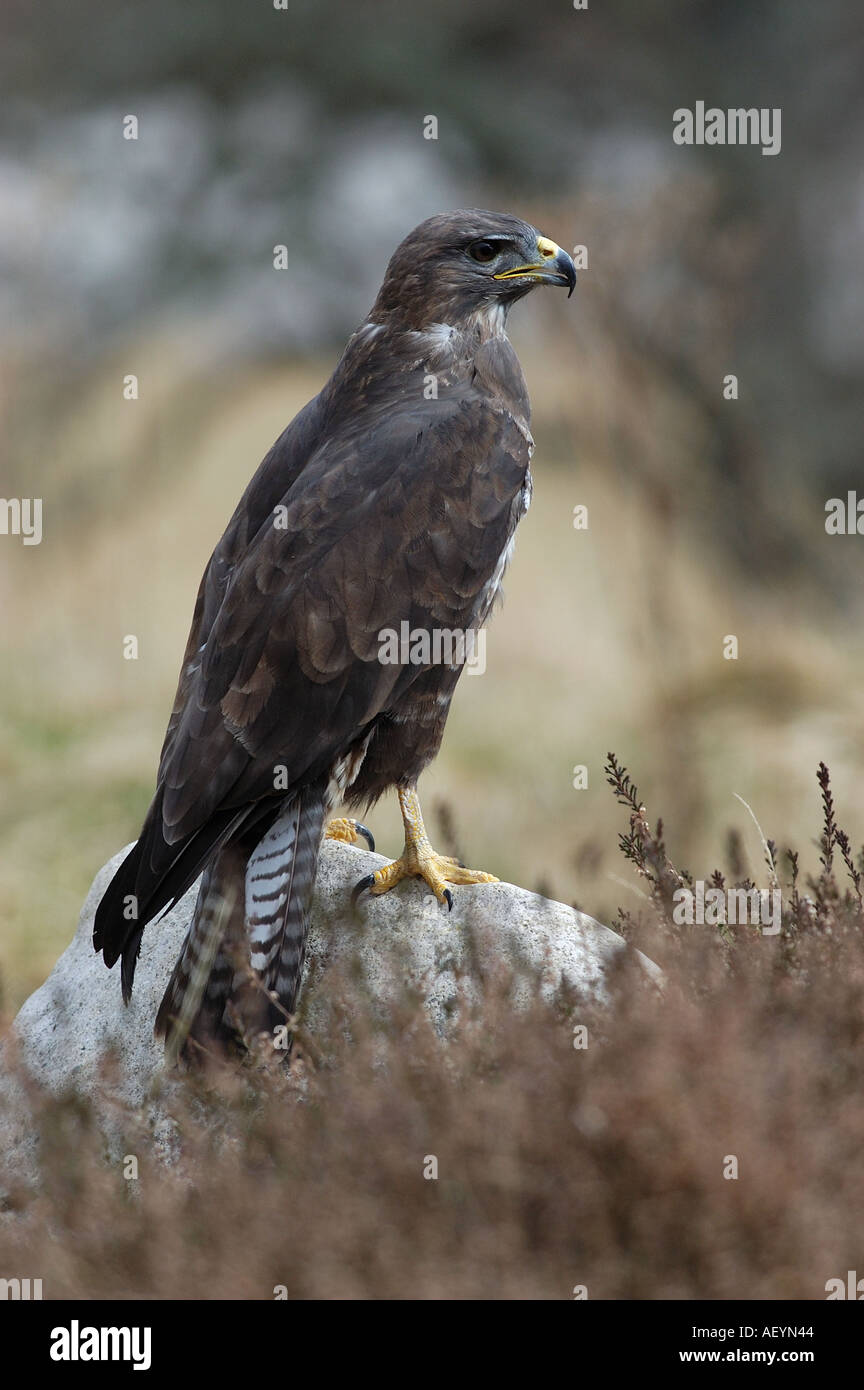 Common buzzard rock hi-res stock photography and images - Alamy