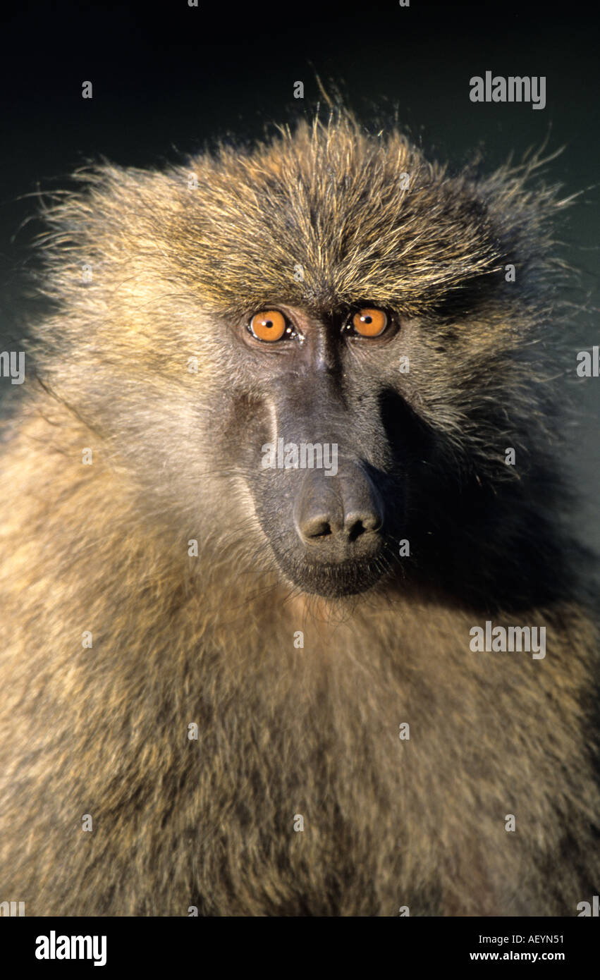 Olive Baboon Papio Anubis Mount Elgon NP Kenya Stock Photo - Alamy