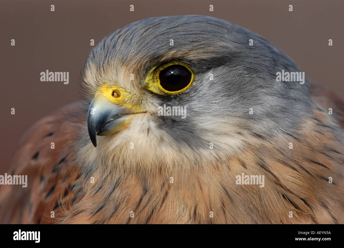 Raptor head hi-res stock photography and images - Alamy