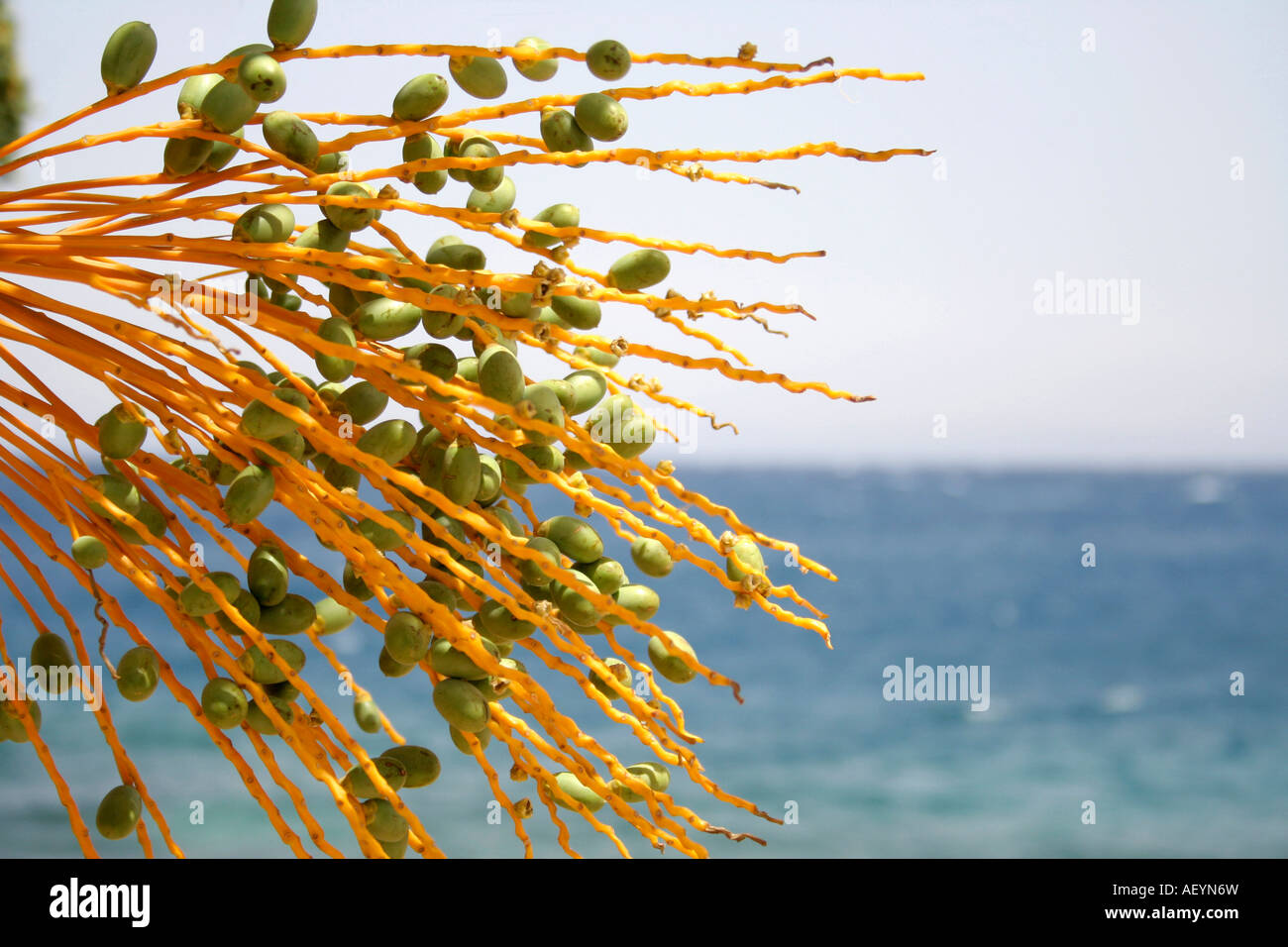 date tree red sea beach resort sinai egypt Stock Photo - Alamy