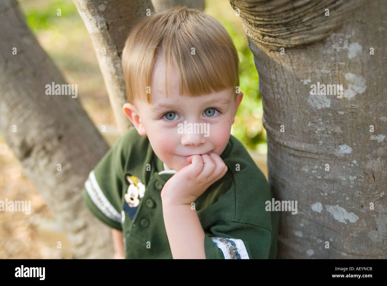 young boy in tree Stock Photo - Alamy