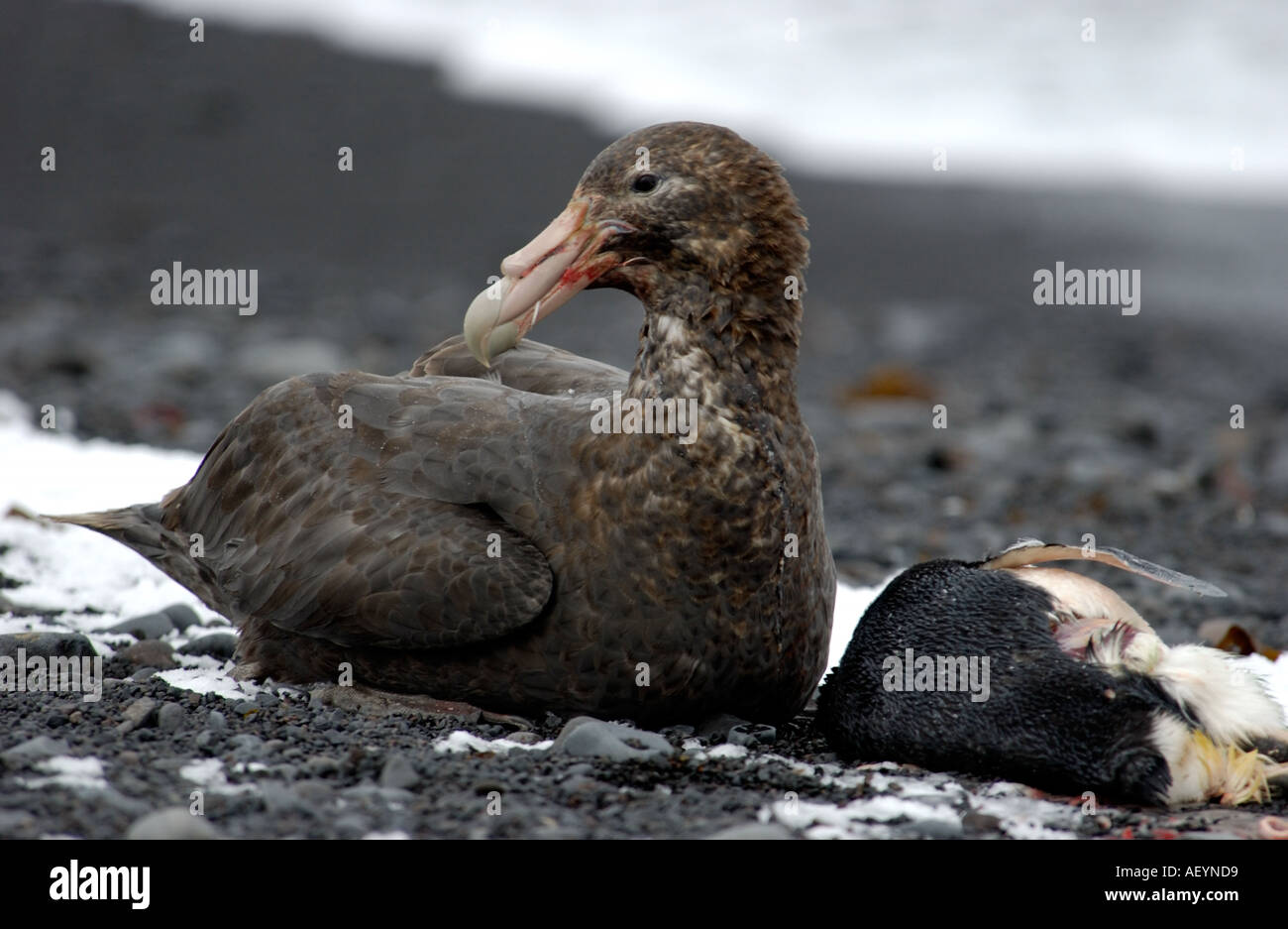 Southern giant petrel eating hi-res stock photography and images - Alamy