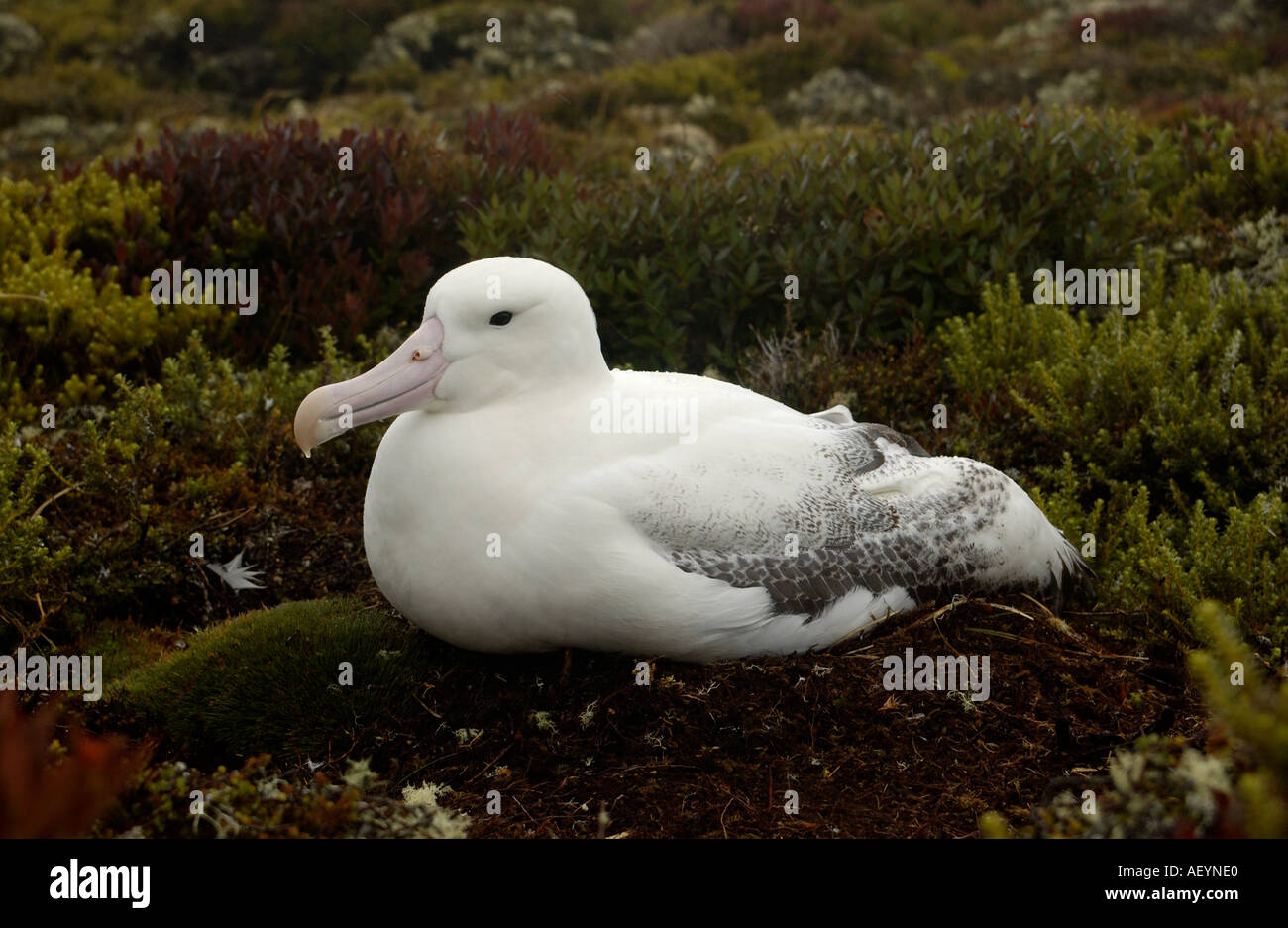 Royal Albatross on nest in rain Enderby Island New Zealand Stock Photo ...
