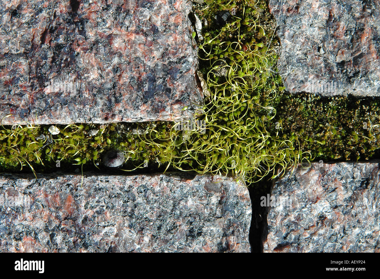 moss growing between granite blocks close up Stock Photo - Alamy
