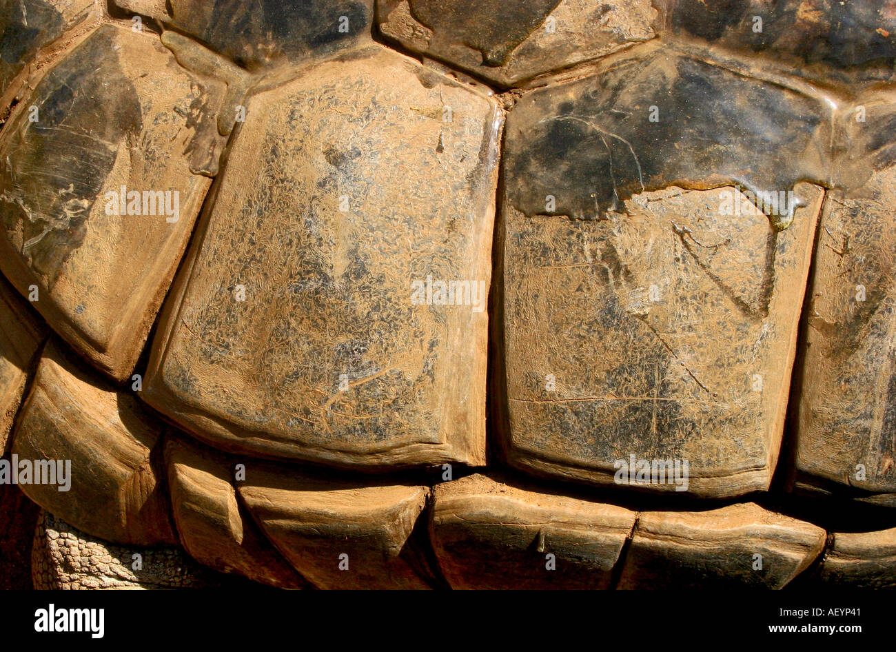 Detail of a giant tortoise shell Stock Photo - Alamy