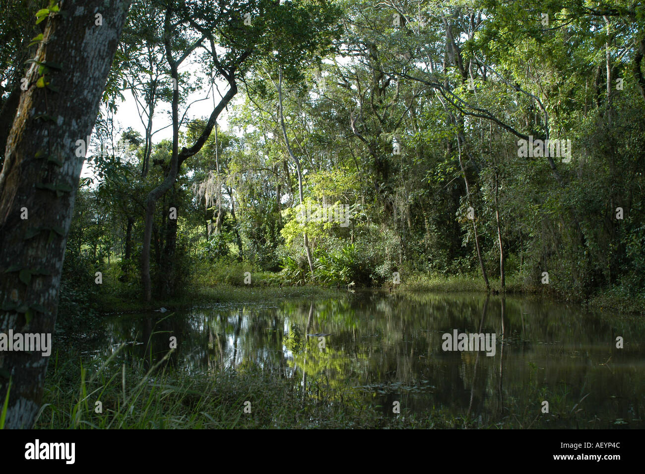 In itapetininga hi-res stock photography and images - Alamy