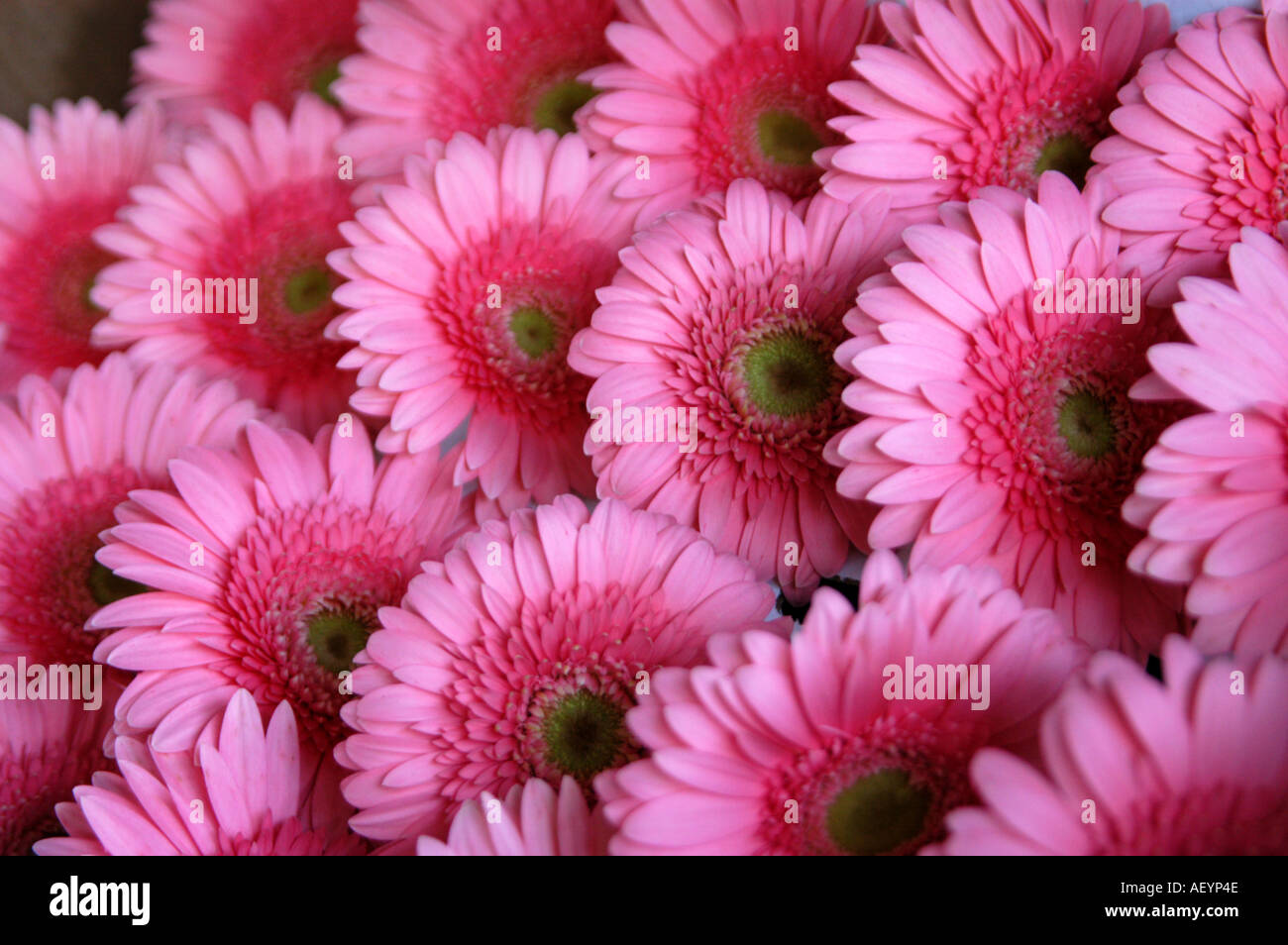 Gerbera colors hi-res stock photography and images - Alamy