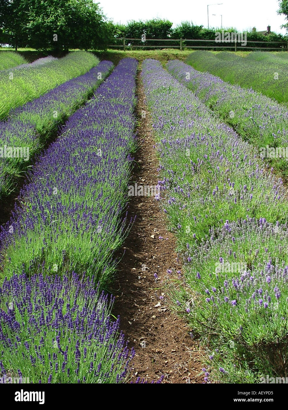 Spica lavendula hi-res stock photography and images - Alamy