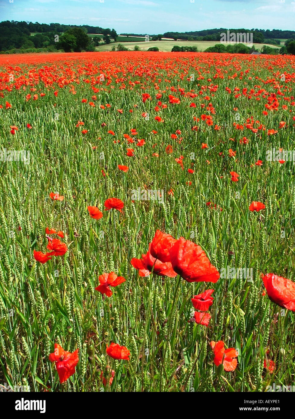 English picturesque poppy fields hi-res stock photography and images ...