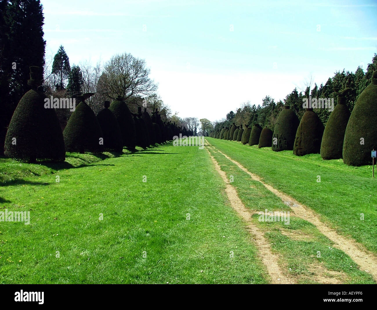 Clipsham yew tree hi-res stock photography and images - Alamy