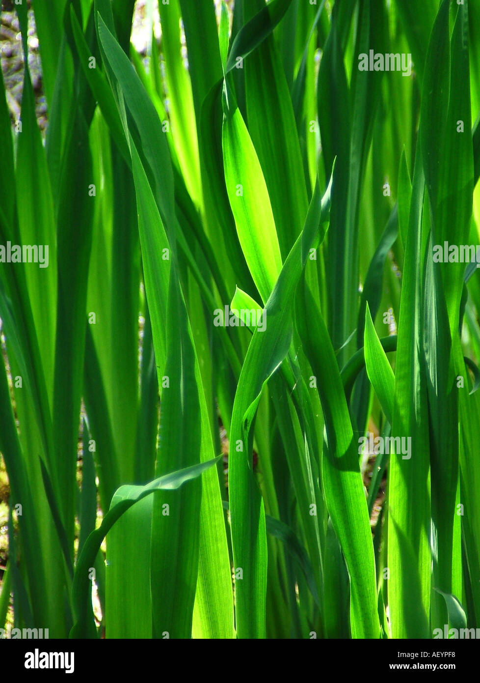 Tall green reeds hi-res stock photography and images - Alamy