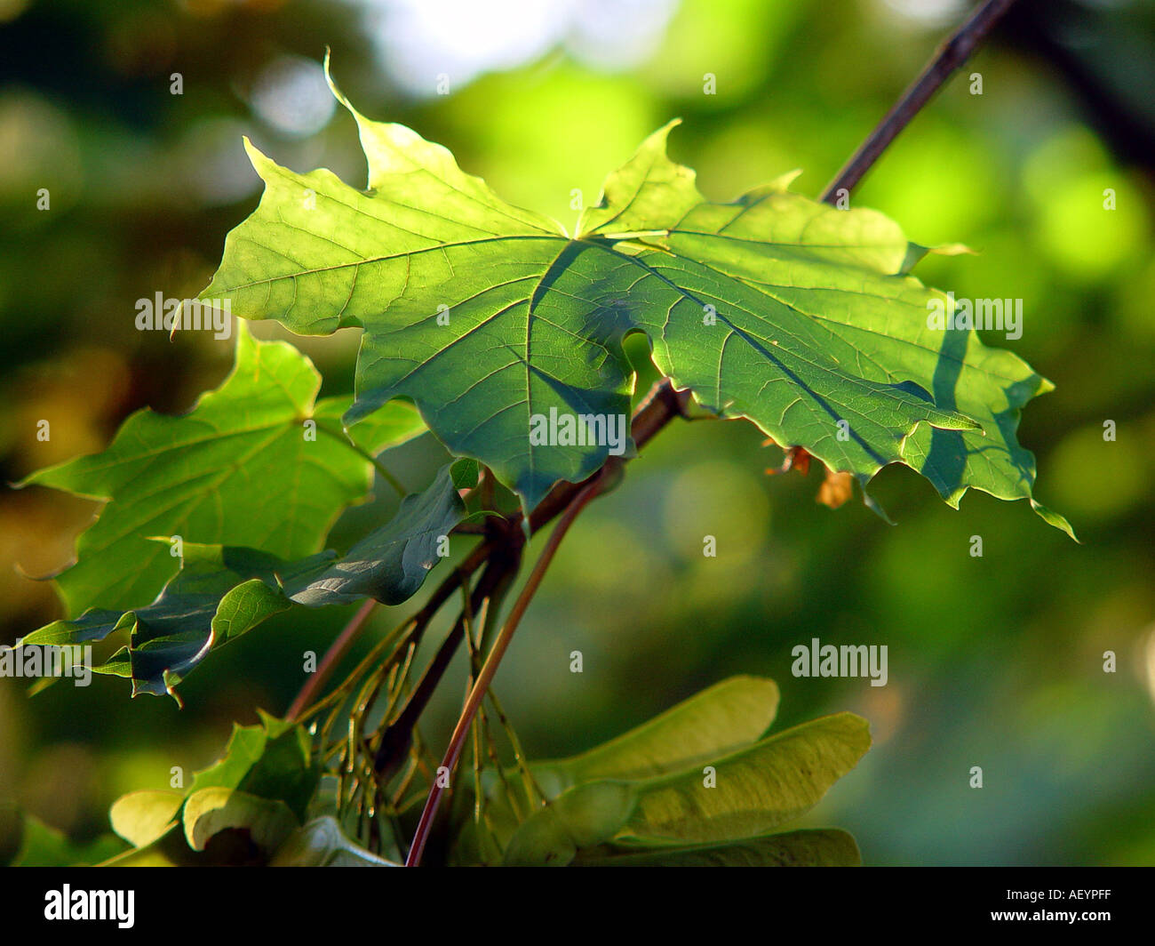 Maples seeds hi-res stock photography and images - Alamy