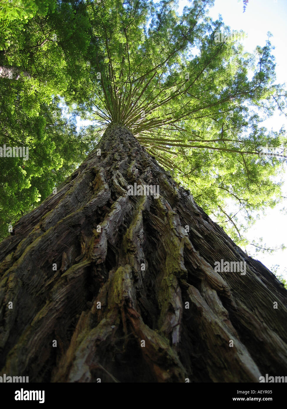 Redwood species hi-res stock photography and images - Alamy