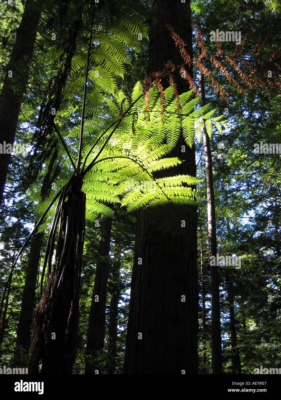 Ferns new zealand hi-res stock photography and images - Alamy