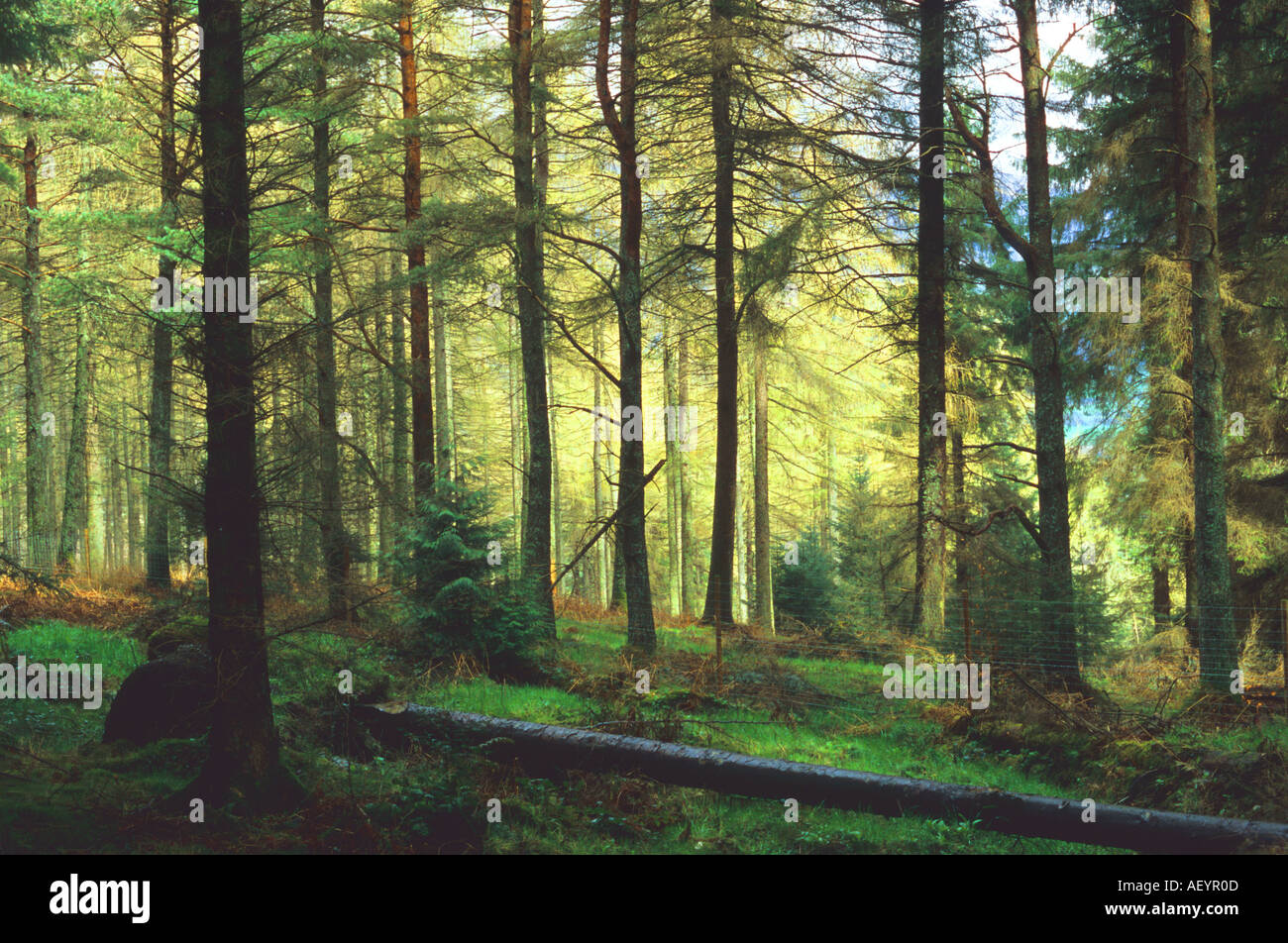 Whinlatter mountain forest hi-res stock photography and images - Alamy