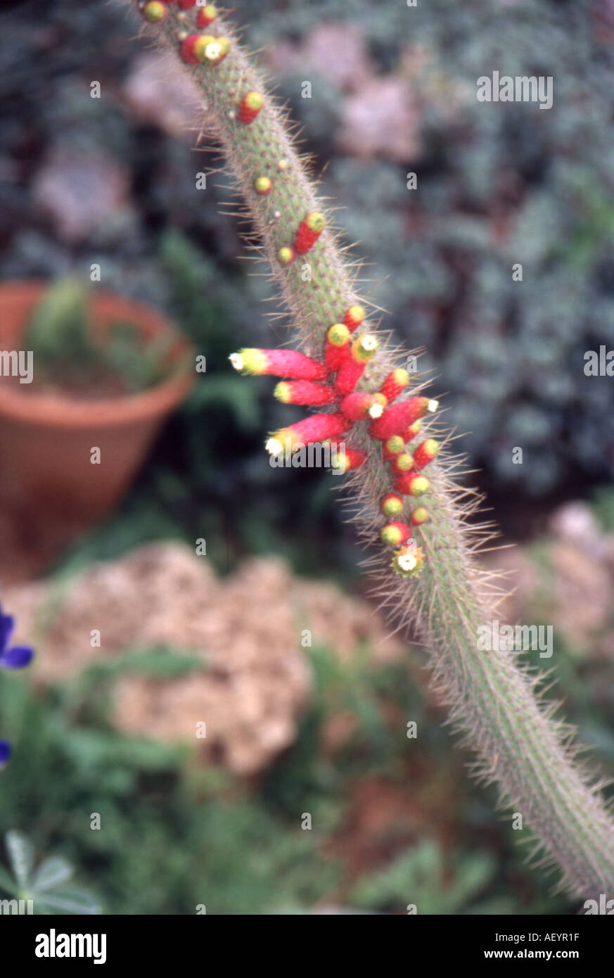 Tall thin cactus hi-res stock photography and images - Alamy