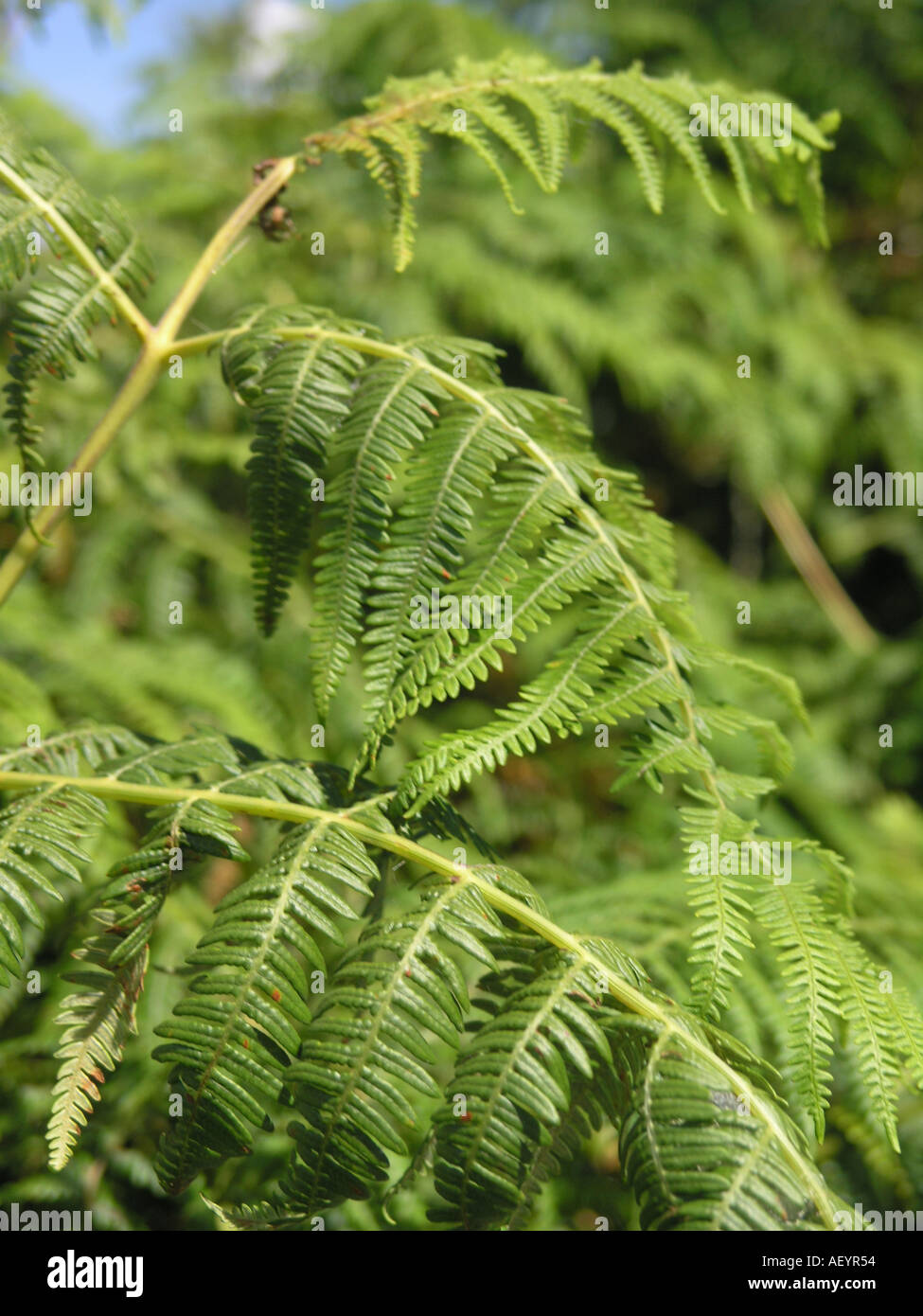 fern growing in hedgerow in UK Stock Photo - Alamy