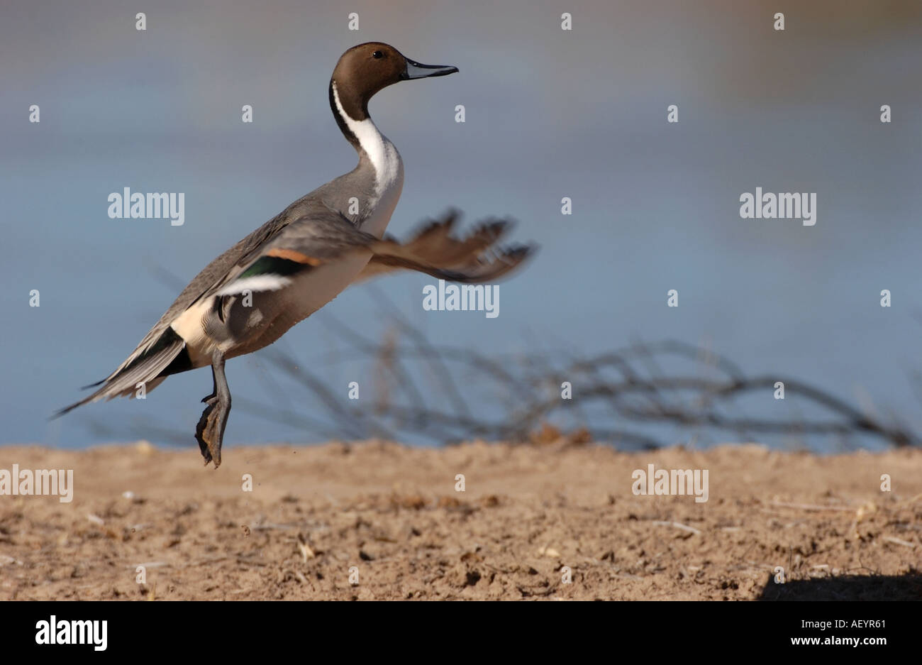 Pintail landing Bosque New Mexico USA Stock Photo - Alamy