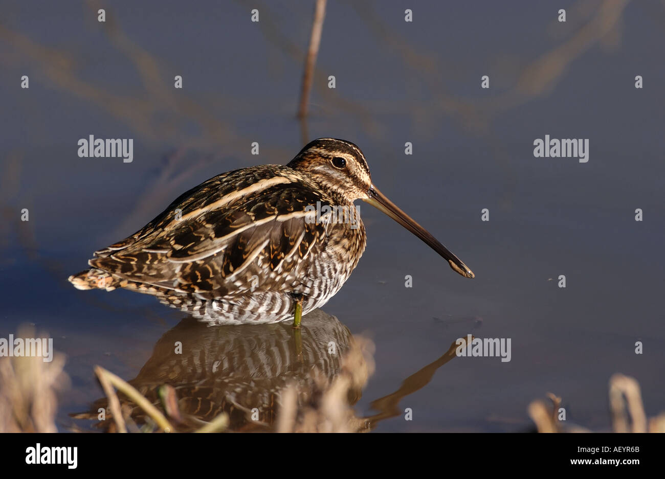 Snipe in water hi-res stock photography and images - Alamy