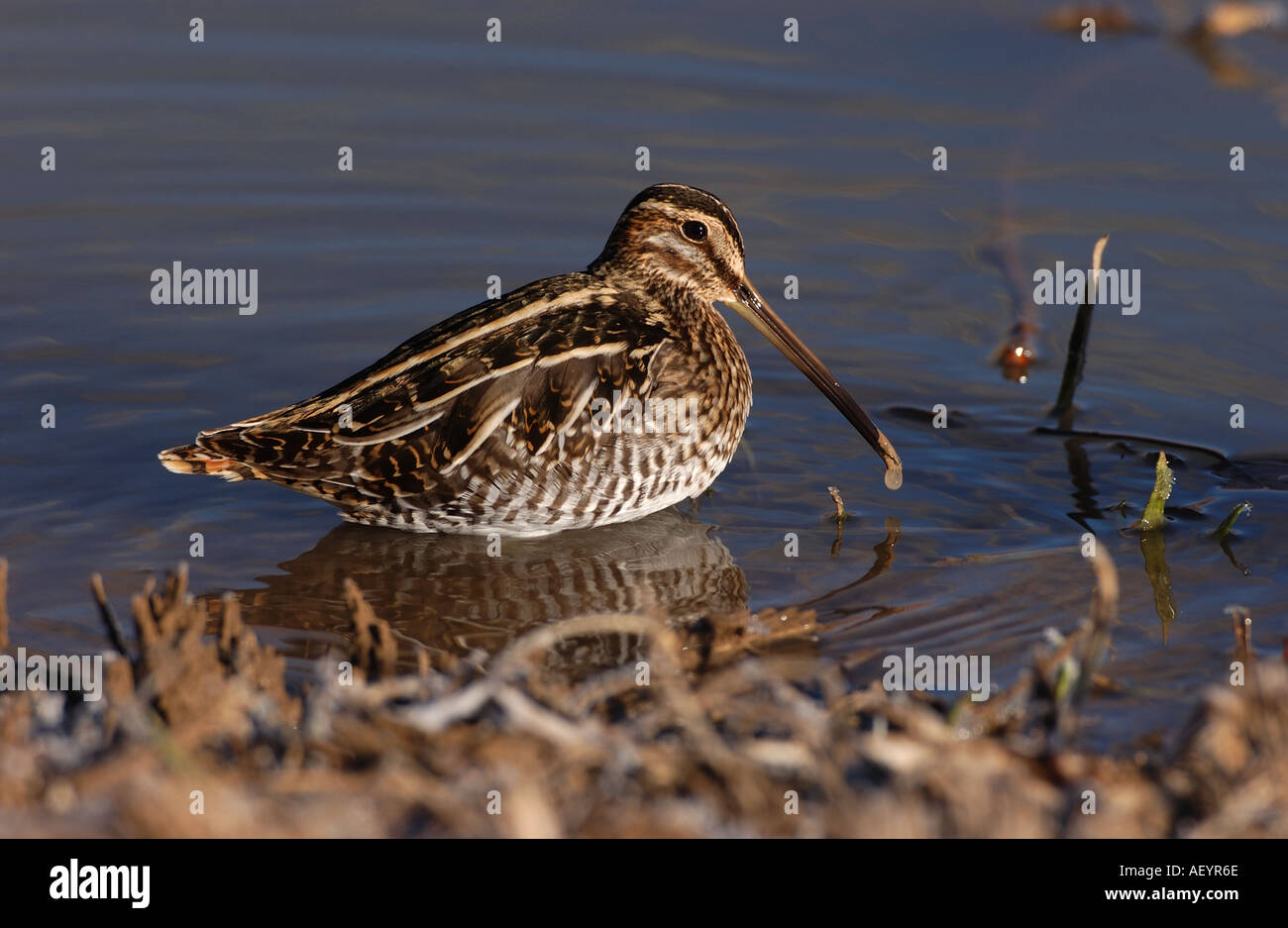 Snipe in water hi-res stock photography and images - Alamy