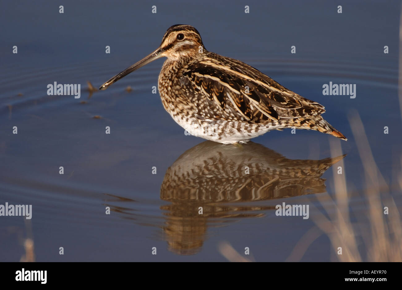 Snipe in water hi-res stock photography and images - Alamy