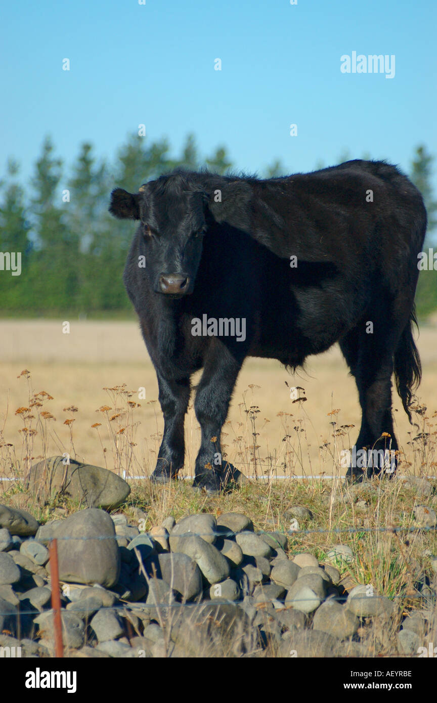 Black bull in field hi-res stock photography and images - Alamy